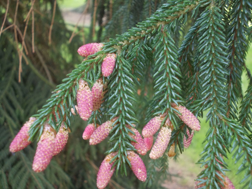Endless Forms Most Beautiful … Conifers in Kew | ObsessedByNature