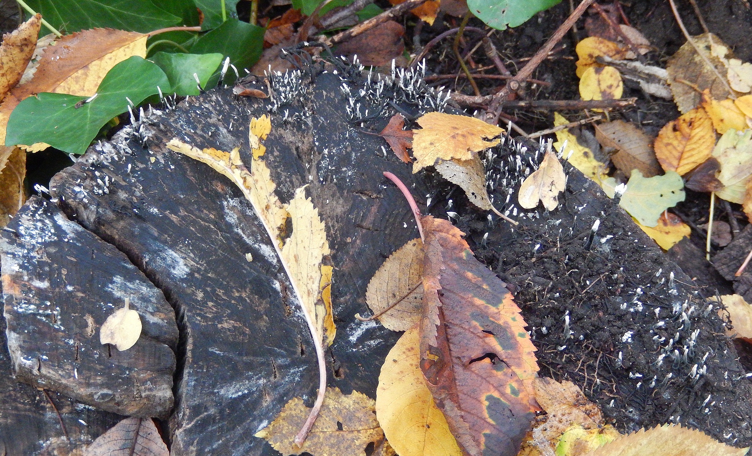 Late Autumn: Fungi, Coppicing, Weaving a Fence | ObsessedByNature