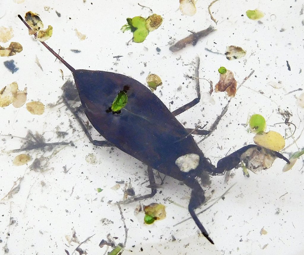 Water Scorpion | ObsessedByNature