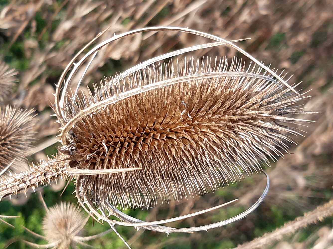 Natural Patterns | ObsessedByNature