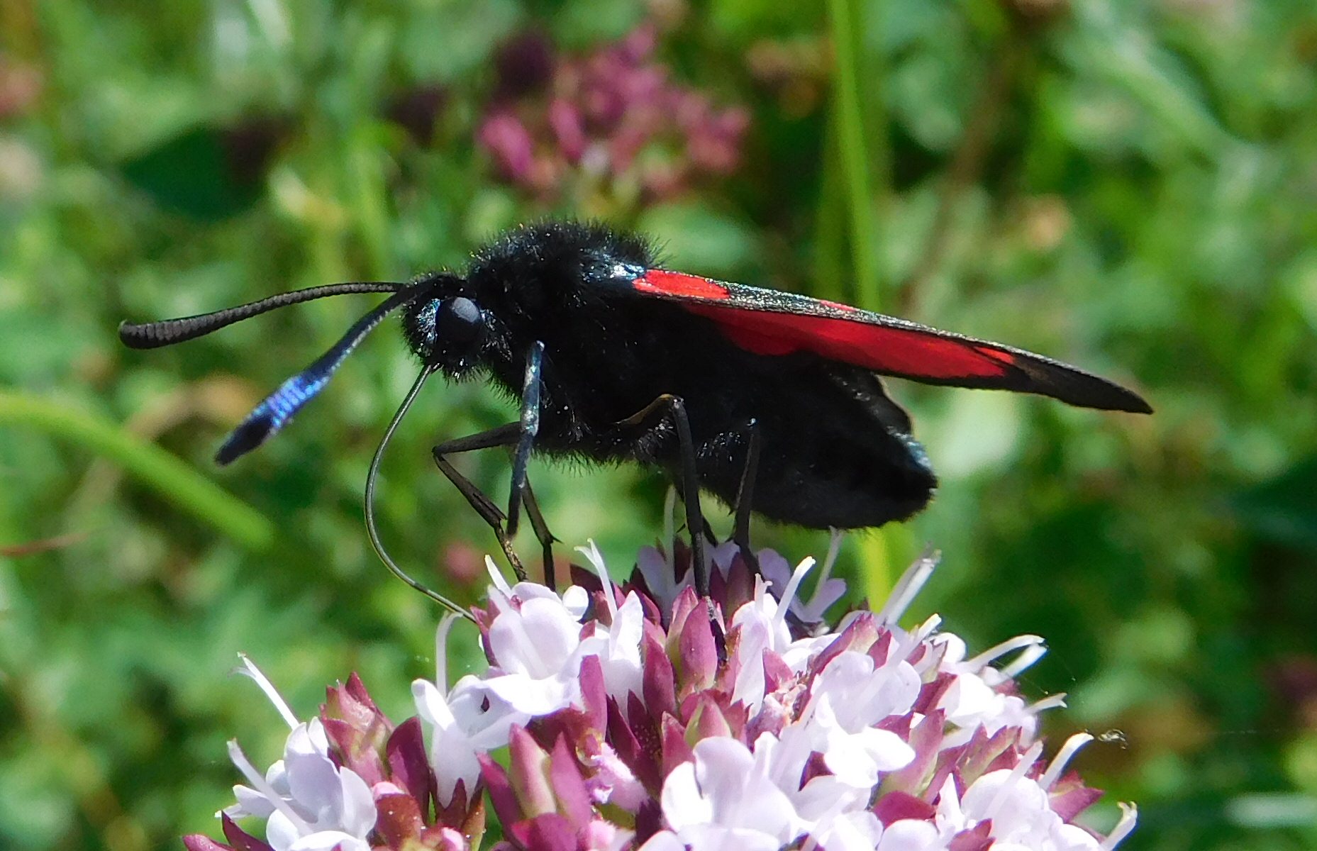 6-Spot Burnet Moth | ObsessedByNature