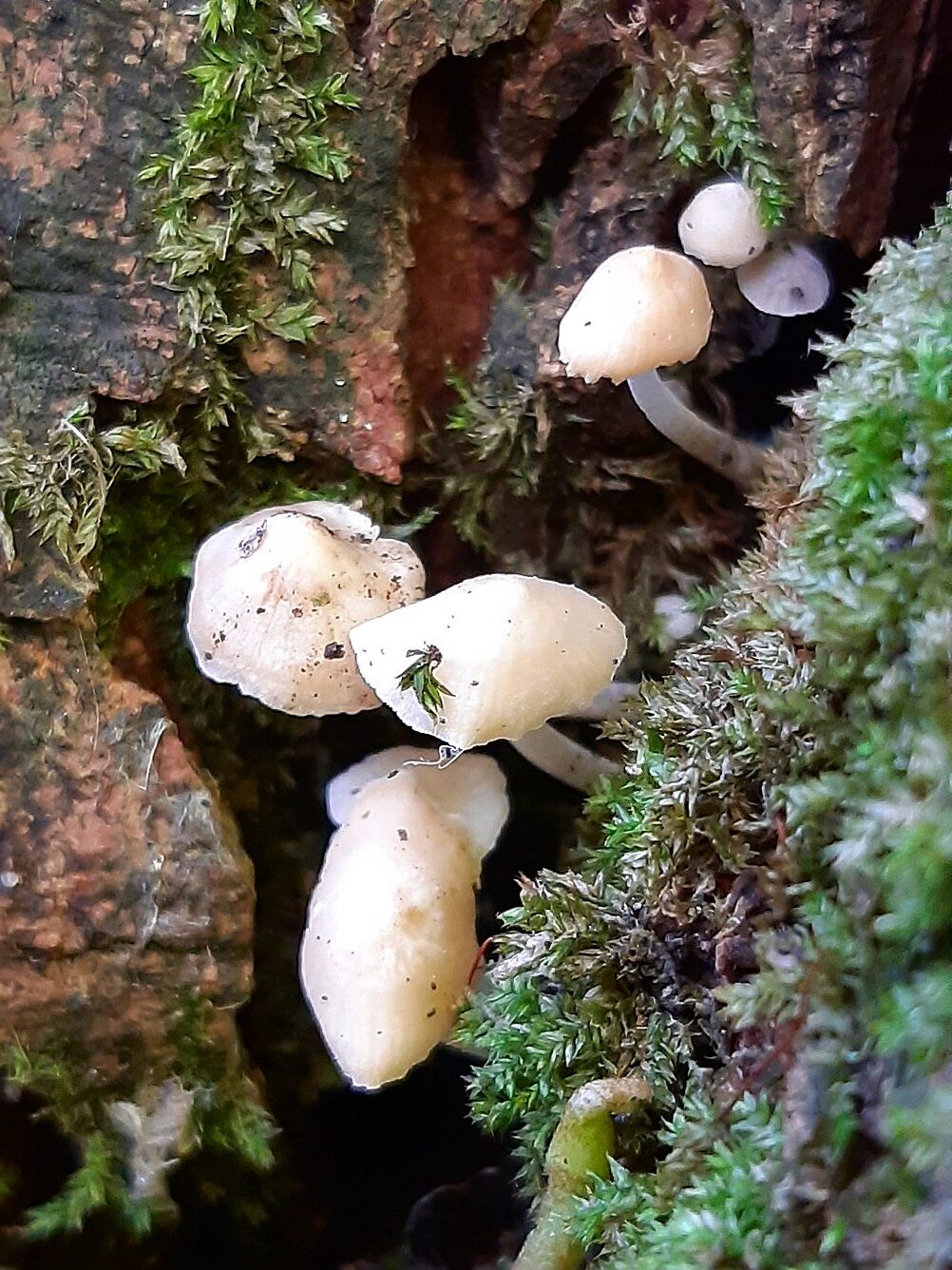 Fabulous fungus Foray in Chiswick! | ObsessedByNature