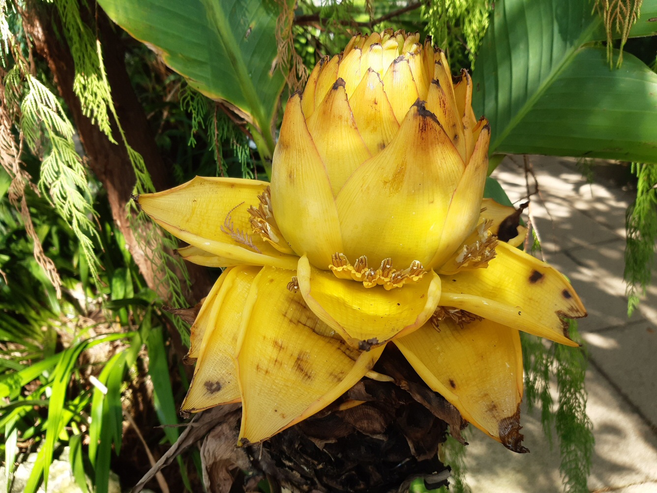 Golden Lotus Banana | ObsessedByNature