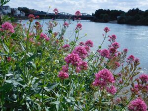 Barnes Riverside and Leg of Mutton Nature Reserve | ObsessedByNature