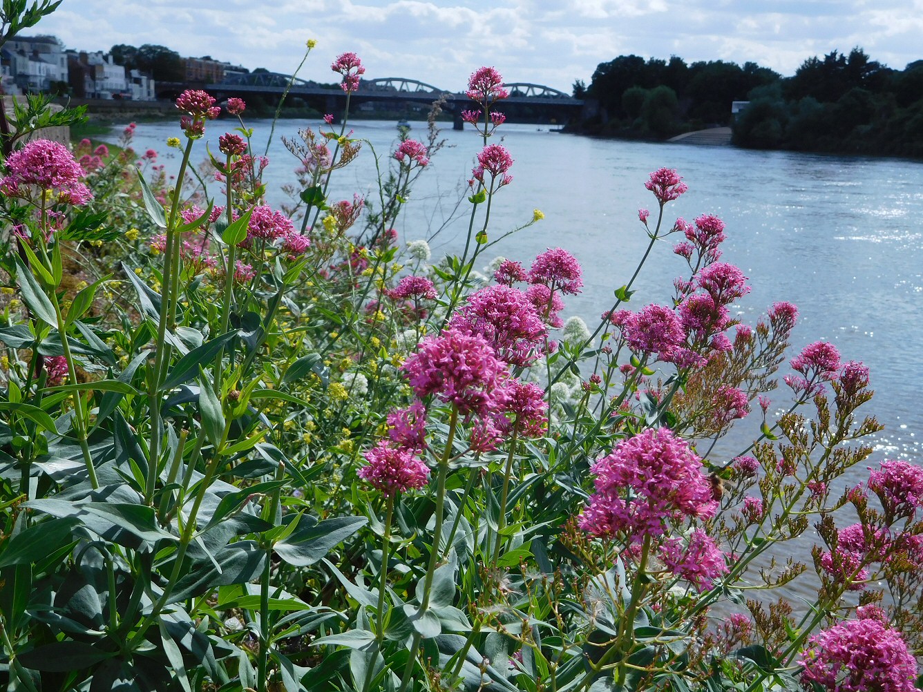 Barnes Riverside and Leg of Mutton Nature Reserve | ObsessedByNature