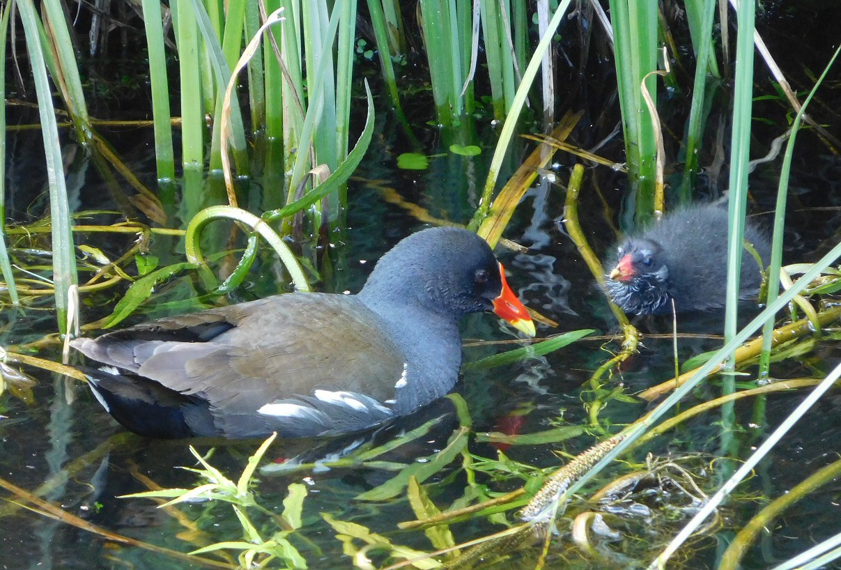 (Bird) Family Life at London Wetland Centre! | ObsessedByNature