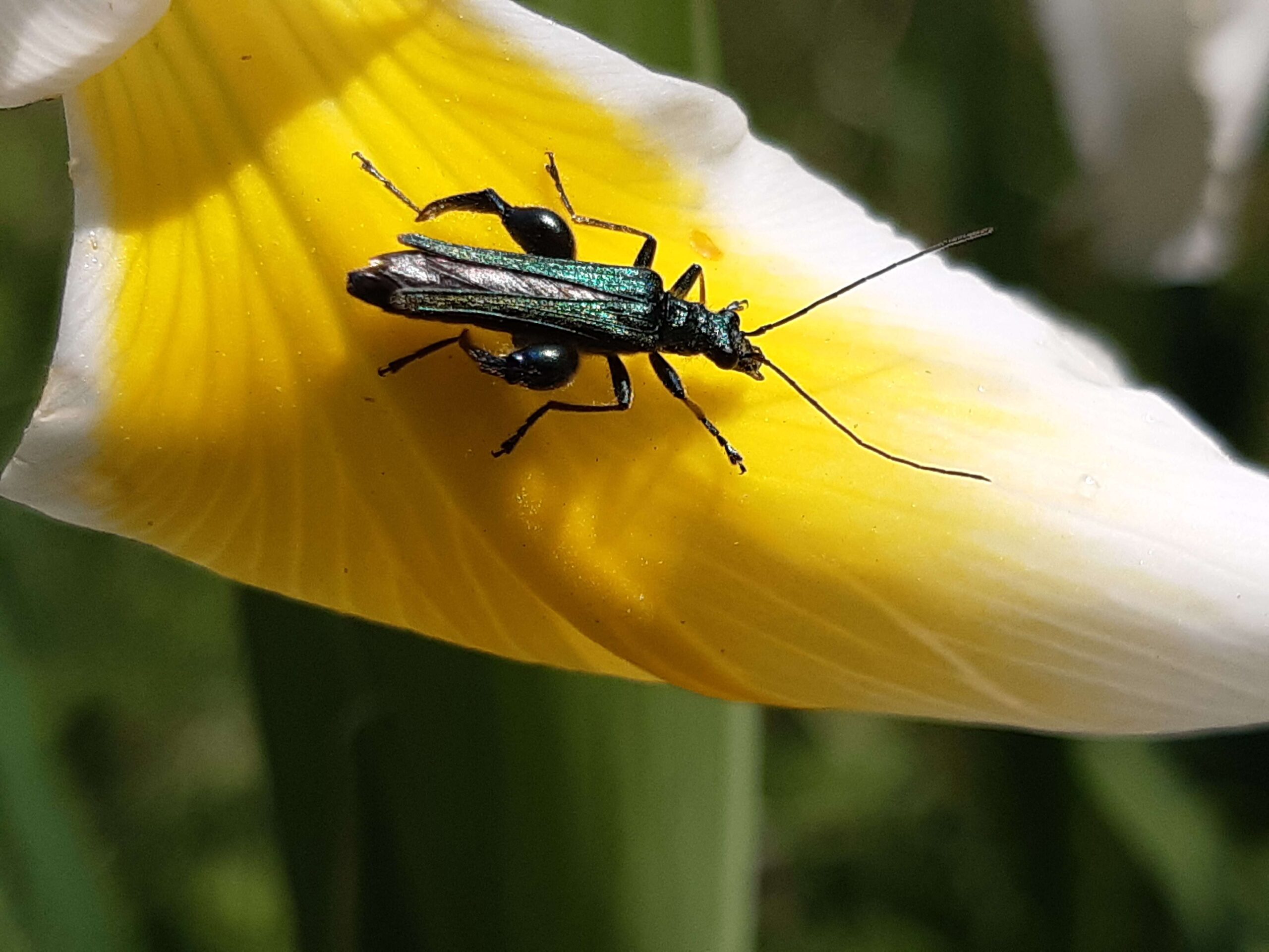 20230601_154235-GT-Thick-Kneed-Flower-Beetle-on-Iris | ObsessedByNature