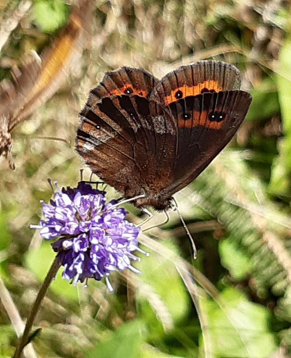 Glorious Insects and Flowers of the Dolomites | ObsessedByNature