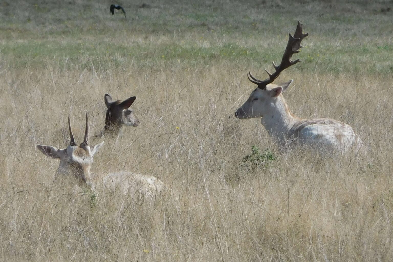 Fallow Deer in Long Grass | ObsessedByNature